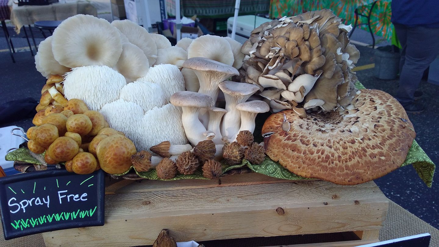 Wild Mushroom Identification Class | Mycophile's Garden
